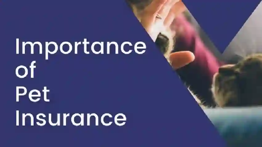 Pet Insurance for Exotic Pets: Special Considerations and Coverage ...